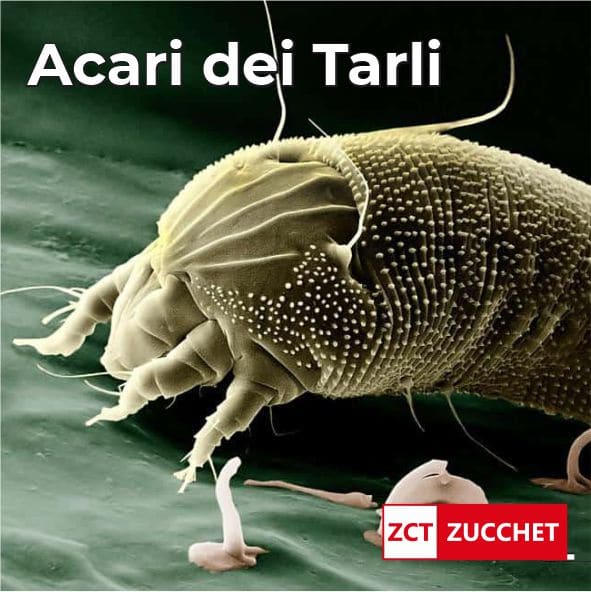 Eliminazione Acari dei Tarli: Interventi Efficaci a Roma | Zucchet ZCT